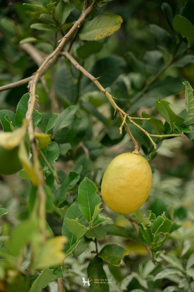 จะฤดูไหนเขาใหญ่ก็น่าเที่ยวนะ ขอเบรคงานมาเที่ยวเขาใหญ่ที่ Limon Villa ...