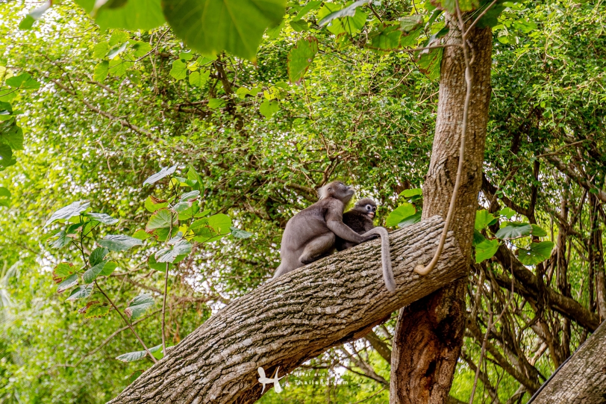 the deluxe pavilion is an entry level room type but its decoration and ...