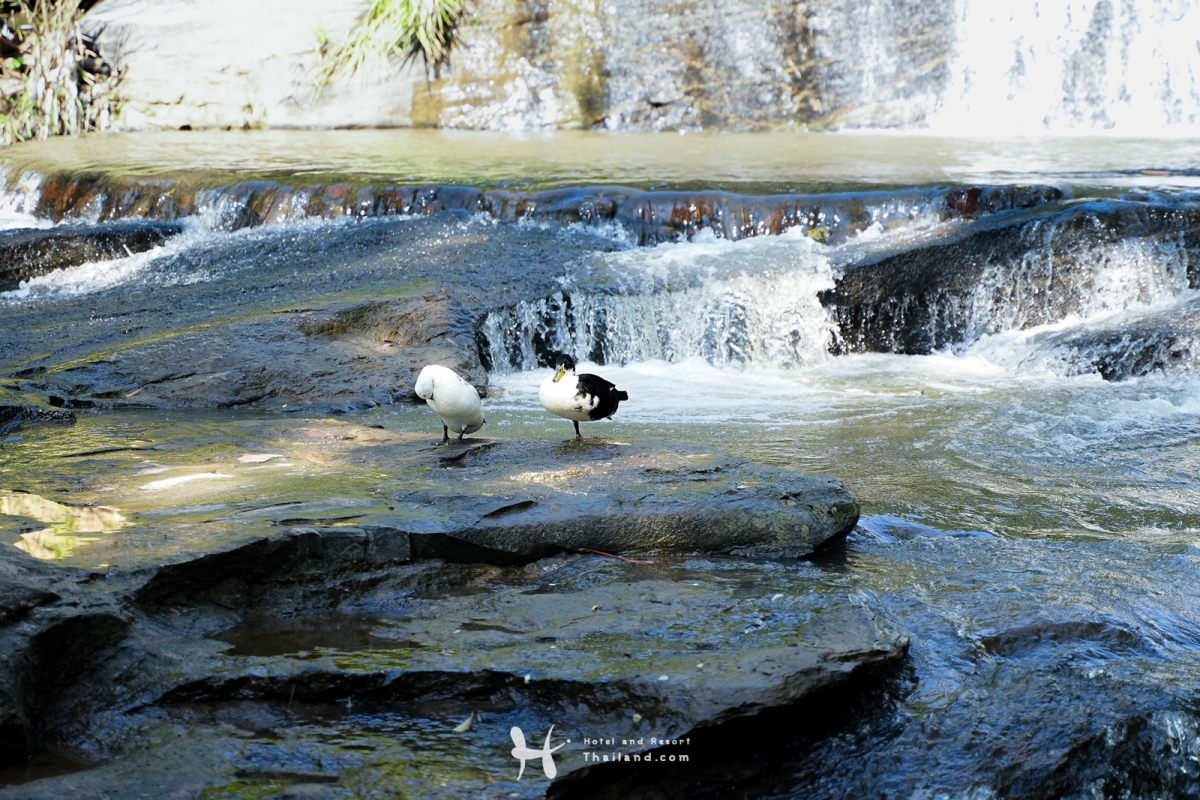 The lobby of the resort offers a view of the waterfall, and in fact ...